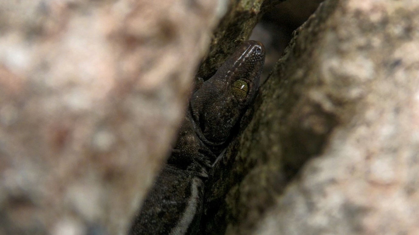Volunteers help native lizards at quarry site - Lyttelton Port Company